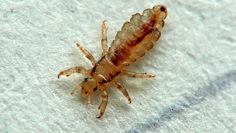 Top 8 thuốc trị ve chó hiệu quả, tốt nhất hiện nay