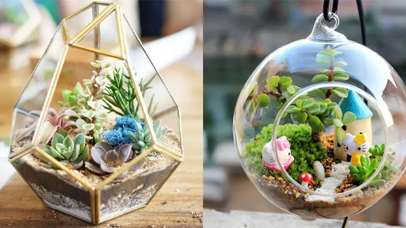 Terrarium là gì? Tìm hiểu về những các loại terrarium đẹp, độc đáo