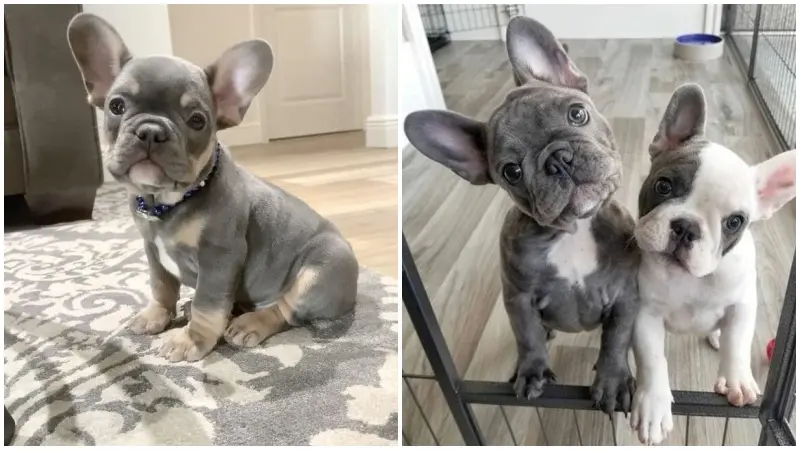 Chó Bull Pháp: Nguồn gốc, đặc điểm, bảng giá chó Buill Pháp