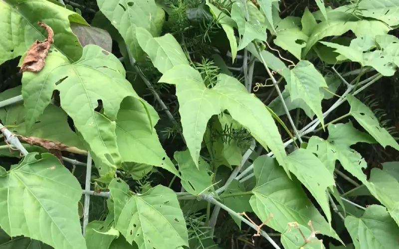 Cây chìa vôi: Đặc điểm, công dụng và cách dùng tốt cho sức khỏe