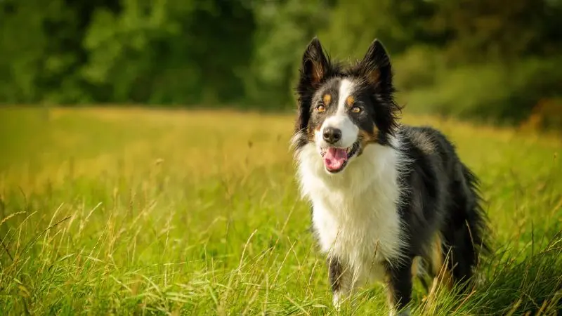 Chó Border Collie: Nguồn gốc, đặc điểm, cách nuôi, giá bán