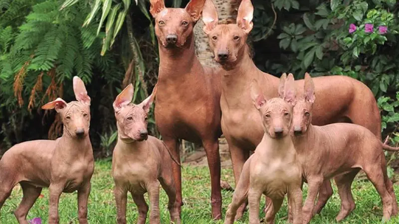 Chó Peru: Nguồn gốc, đặc điểm, cách nuôi, giá bán
