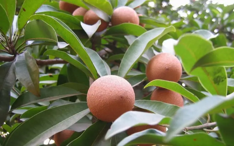 Cây lồng mứt là cây gì? Ý nghĩa, hình ảnh, cách trồng, chăm sóc tại nhà