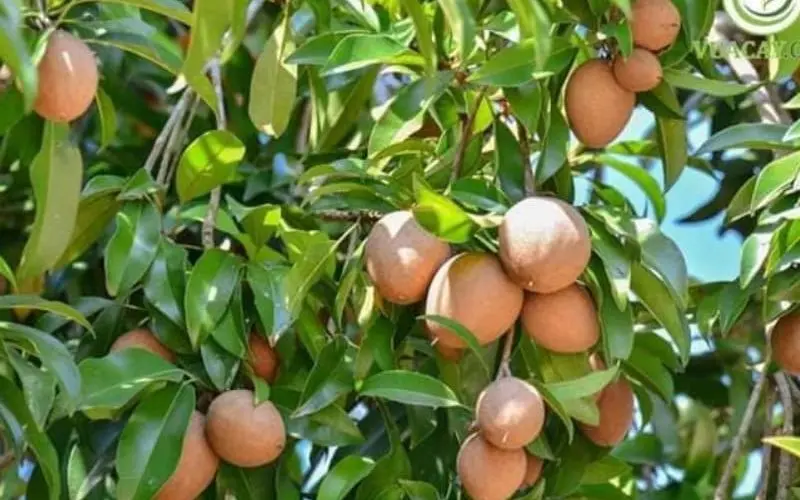 Cây lồng mứt là cây gì? Ý nghĩa, hình ảnh, cách trồng, chăm sóc tại nhà