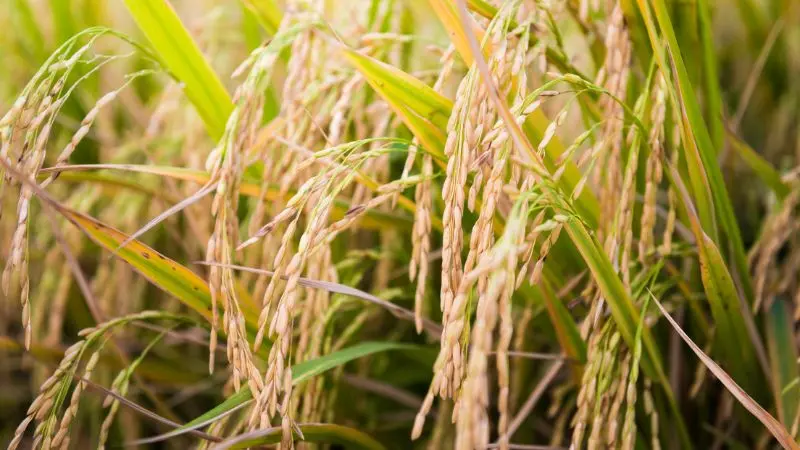 Giá lúa gạo hôm nay 25/7/2023: Không biến động