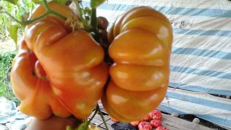 Cà chua múi là gì? Bao nhiêu tiền một kg, mua ở đâu?